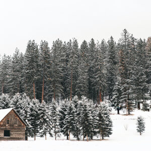 Honningbrew Mead - City Steading Brews