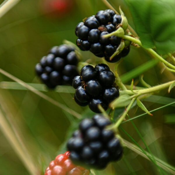 How to Make a Super Simple Cyser - AKA Apple Mead - City Steading Brews